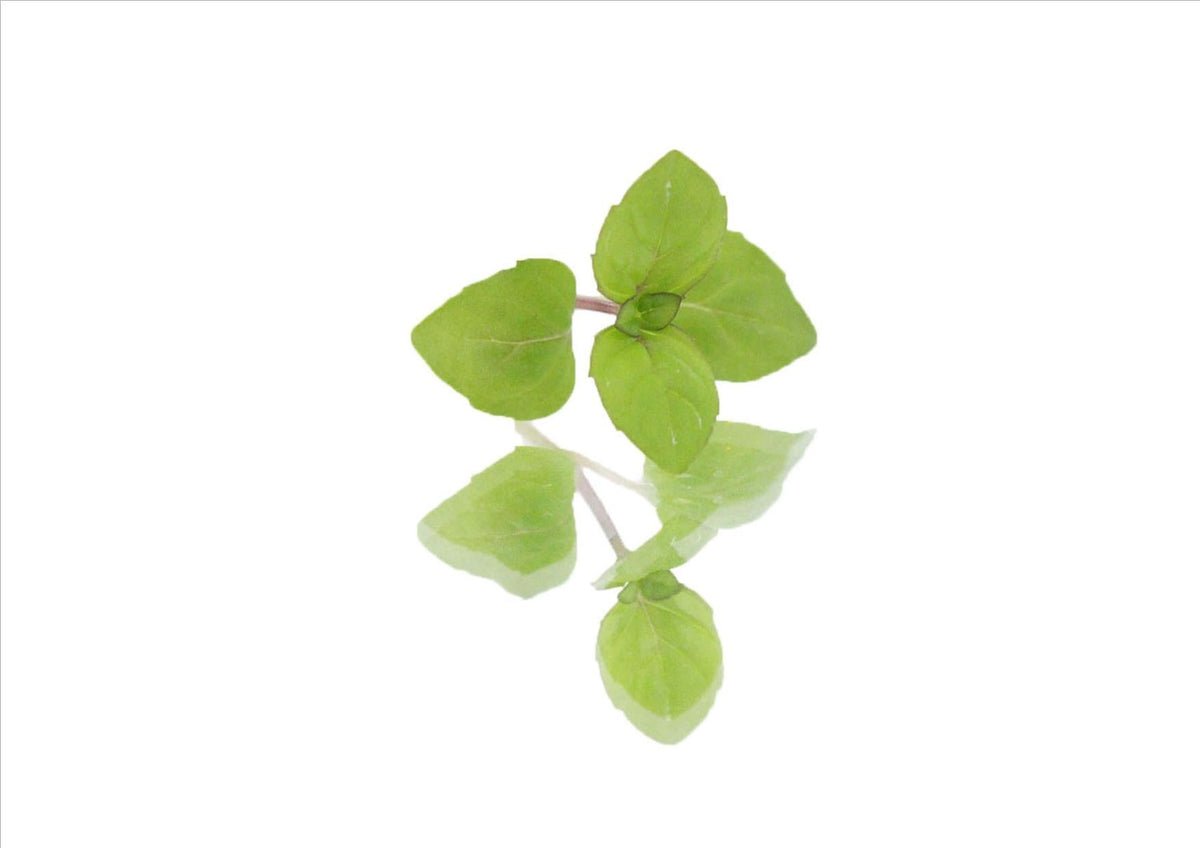 Micro Mint Cress (Pnt 30G) – Wellington Fresh