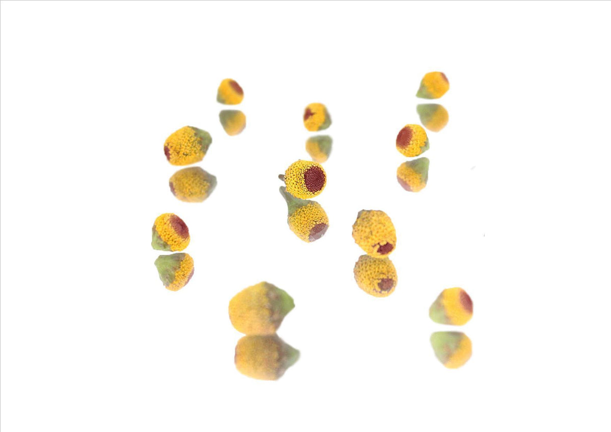 Buzz Buttons (Pnt 30G) – Wellington Fresh