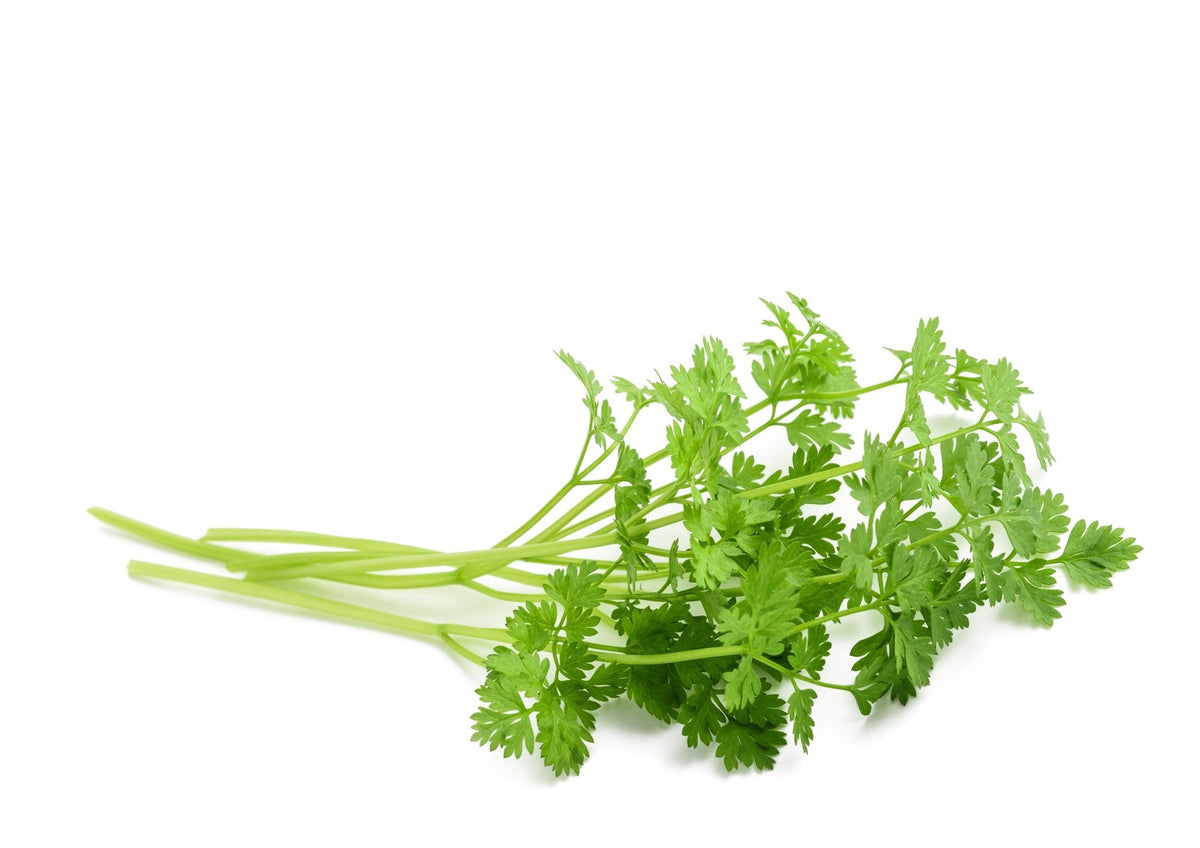 Chervil (100g) – Wellington Fresh