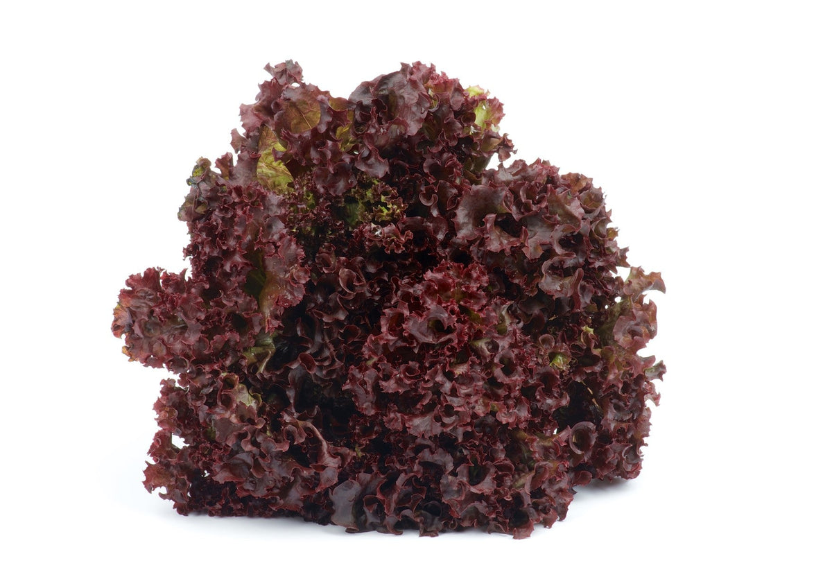 Lollo Rosso (Each) – Wellington Fresh