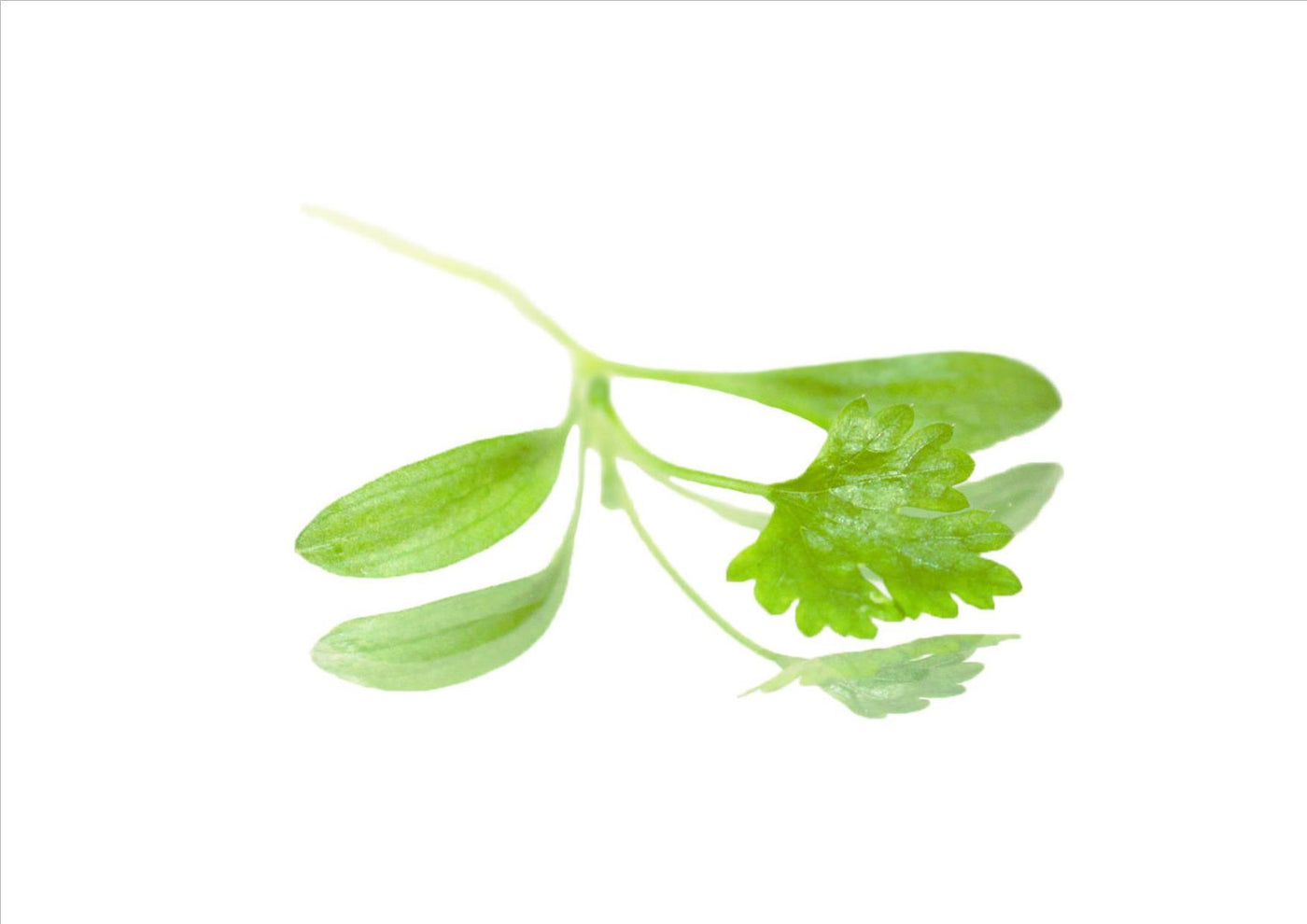 Micro Coriander (Pnt 25G) – Wellington Fresh