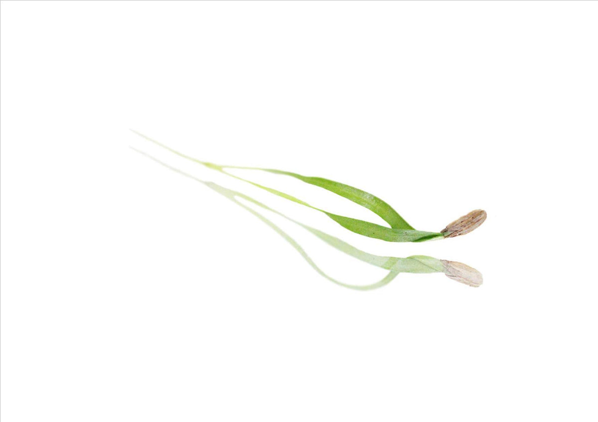 Micro Fennel Cress (Pnt 30G) – Wellington Fresh