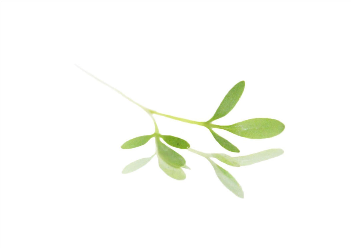 Micro Greek Cress (Pnt 30G) – Wellington Fresh