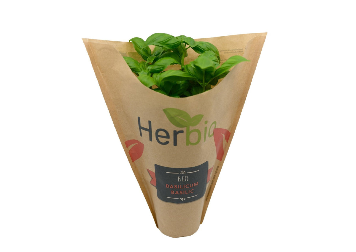 Potted Basil (Box 6) (Pre-Order) – Wellington Fresh