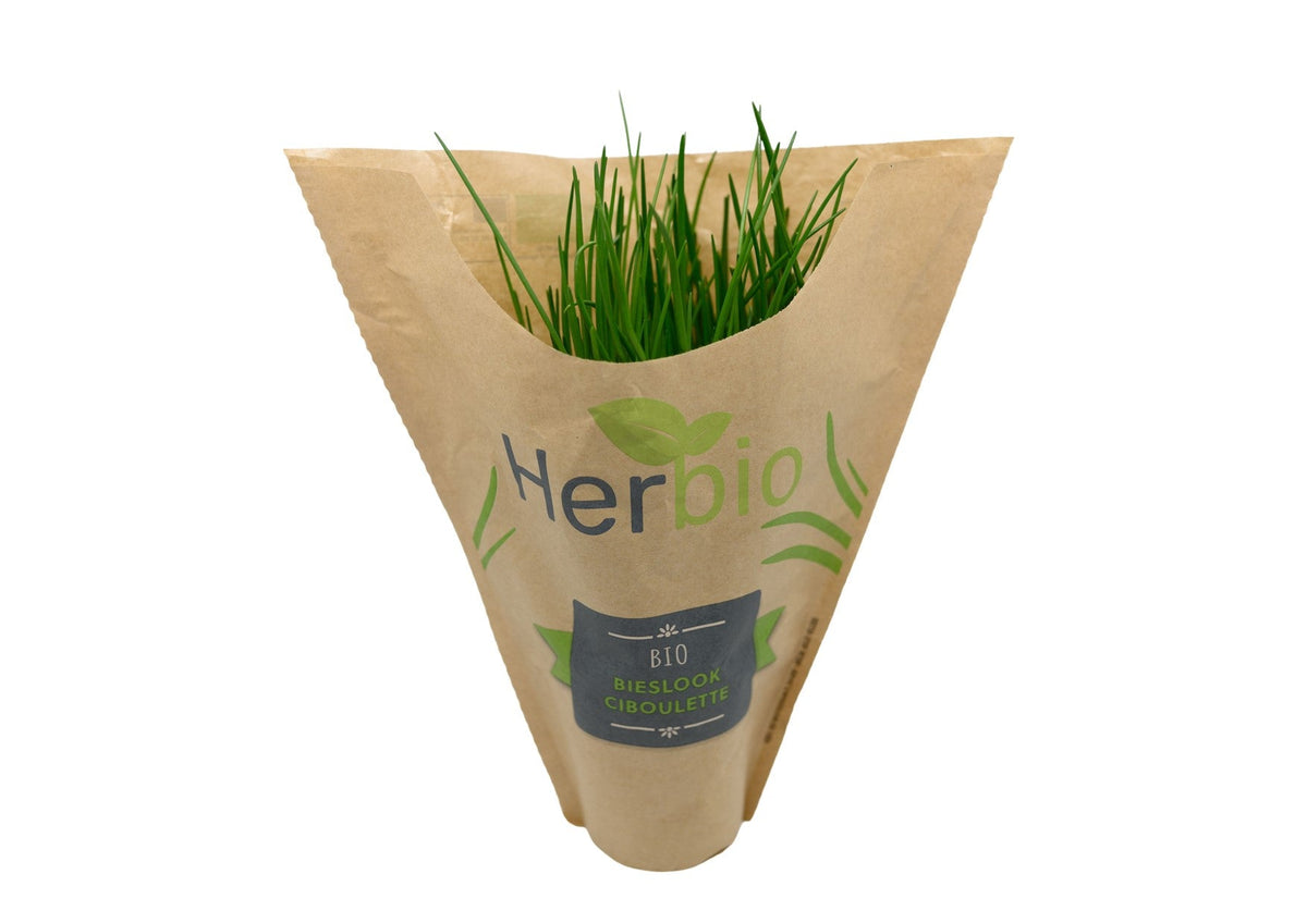 Potted Chives (Box 6) (Pre-Order) – Wellington Fresh