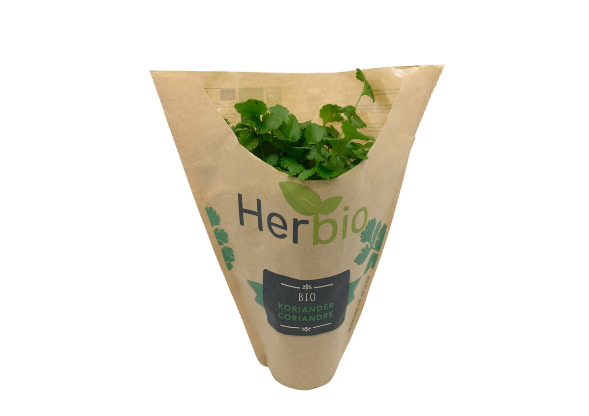 Potted Coriander (Box 6) (Pre-Order) – Wellington Fresh