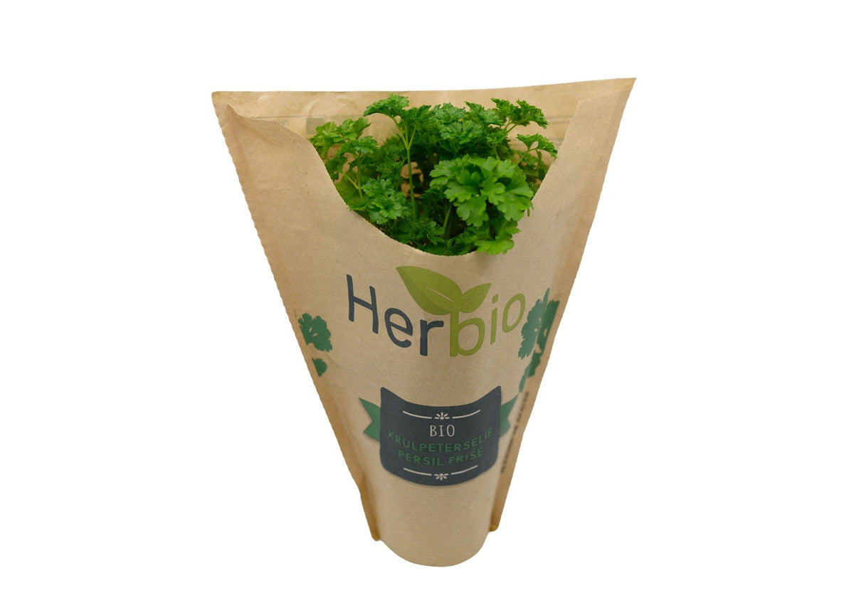 Potted Curly Parsley (Box 6) (Pre-Order) – Wellington Fresh