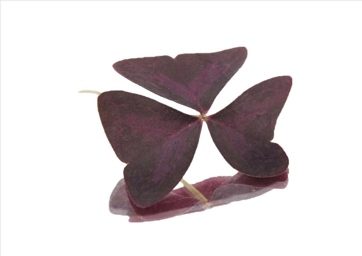 Red Butterfly Sorrel (Oxalis) (Pnt 30G) – Wellington Fresh
